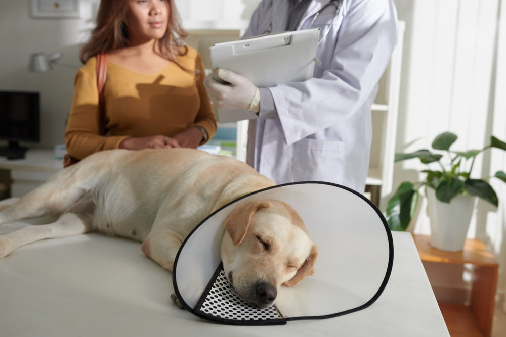 Best Antacids for Dogs: What Vets Actually Recommend – Ask A Vet