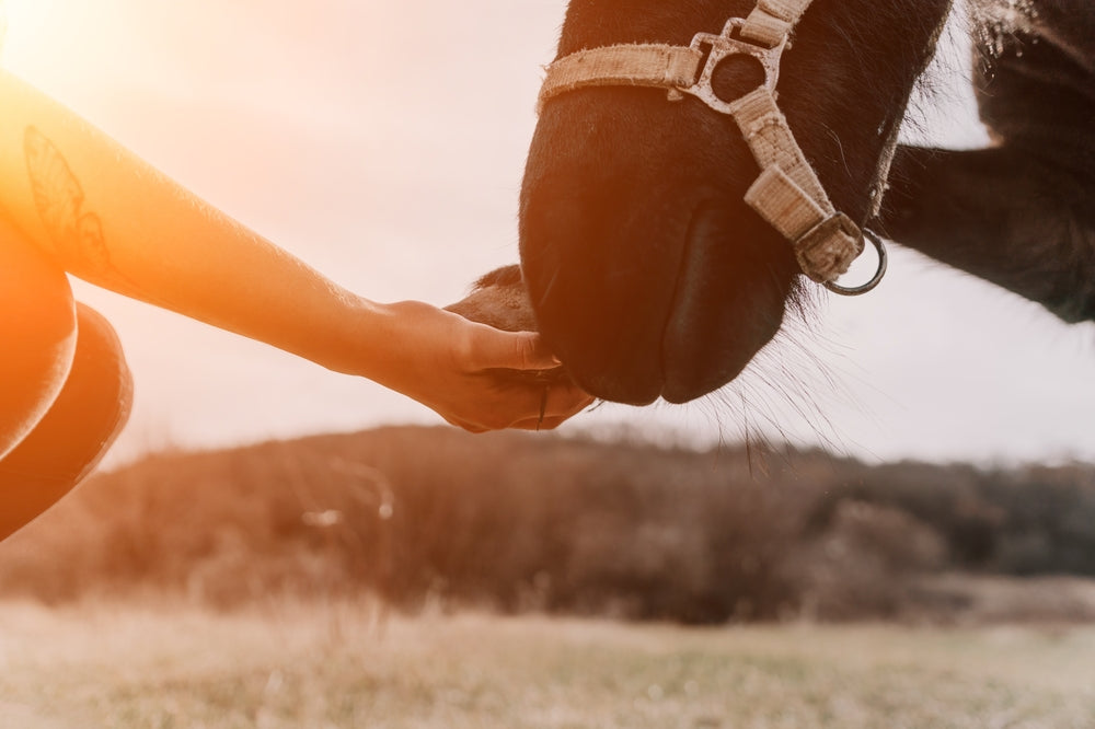 Feeding Beet Pulp to Horses: Safe Fiber Alternatives for 2025 🐴🥣🌿 – Ask ...