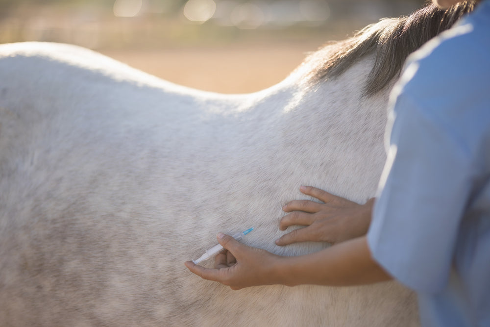 Vet Insight: Pain Indicators in Ridden Horses 🐴🧠 | 2025 Ridden Horse E ...